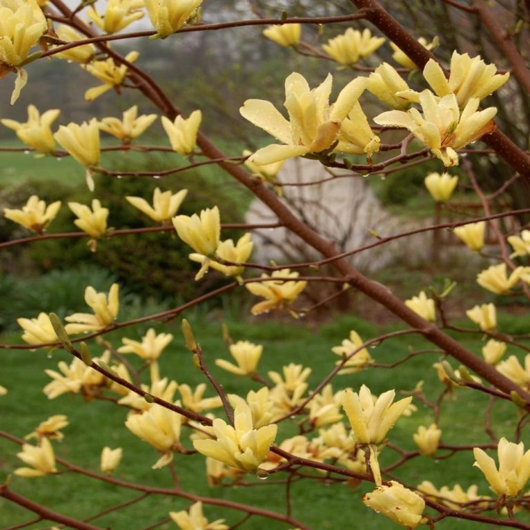 Magnolia Butterflies (Magnolie galbenă) de vânzare | Copacei.ro ...