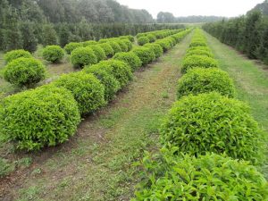 Prunus lusitanica Angustifolia (Laur) de vânzare | Copacei.ro ...