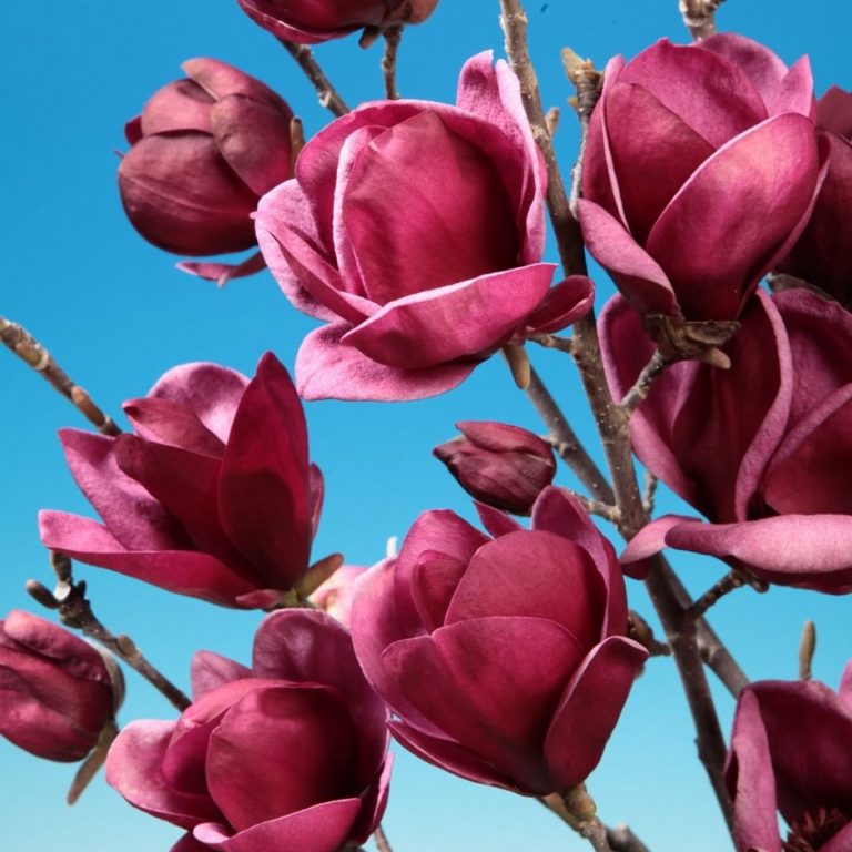 Magnolia, cea mai mare colecție din țară | Copacei.ro - Pepiniera Zalău