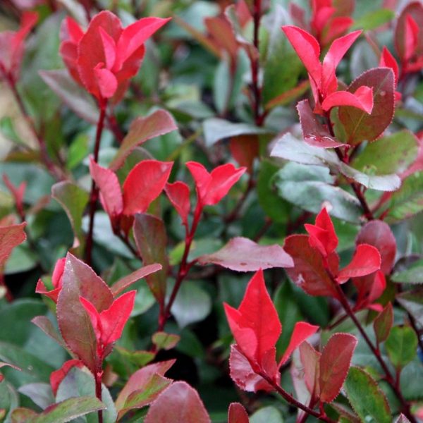Photinia fraseri Red Robin de vânzare | Copacei.ro - Pepiniera Zalău