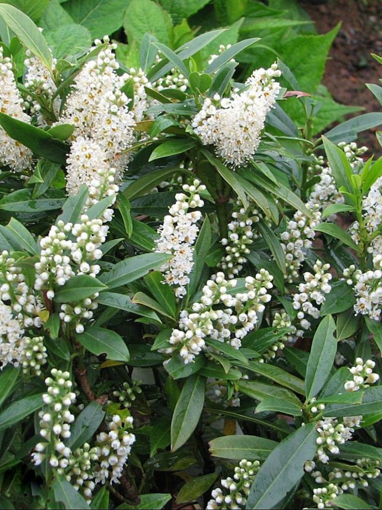 Laur englezesc - Prunus laurocerasus Gajo (Pitic), laurocireș de ...