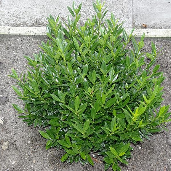 Laur englezesc (Prunus laurocerasus) de vânzare | Copacei.ro ...
