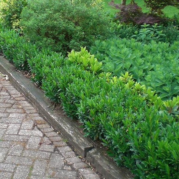 Laur englezesc (Prunus laurocerasus) de vânzare | Copacei.ro ...