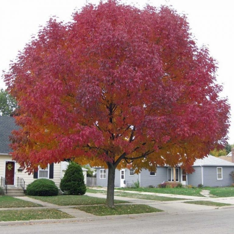 Copaci ornamentali și arbori de vânzare | Copacei.ro - Pepiniera Zalău