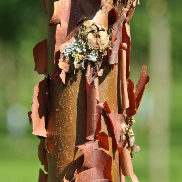 Arțar - Acer platanoides Crimson Sentry (Frunze vișinii) de vânzare ...