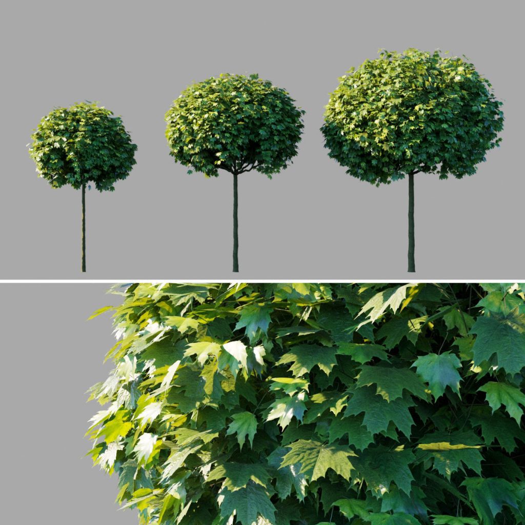 Arțar - Acer platanoides Crimson Sentry (Frunze vișinii) de vânzare ...