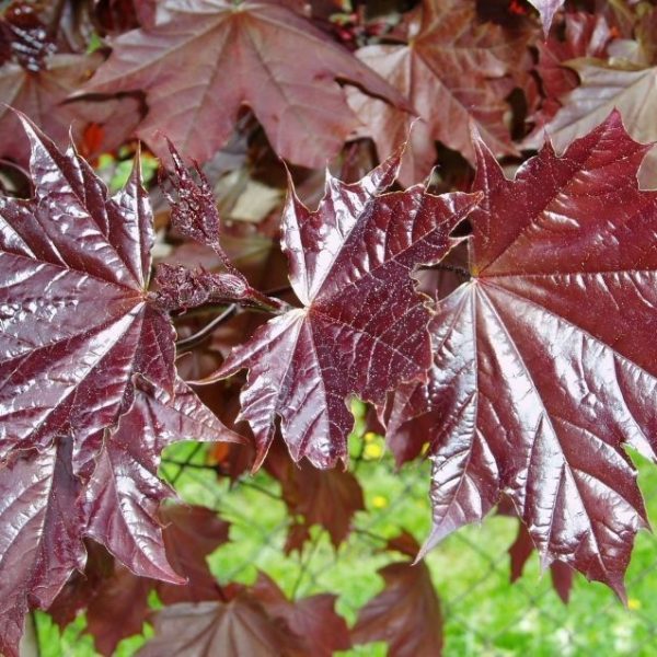 Arțar - Acer platanoides Crimson Sentry (Frunze vișinii) de vânzare ...