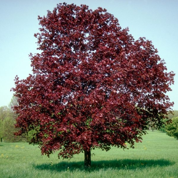 Arțar - Acer platanoides Crimson Sentry (Frunze vișinii) de vânzare ...