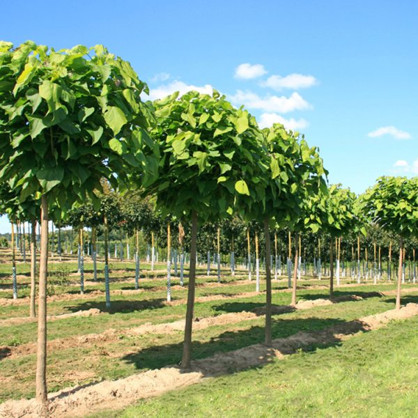 Copaci ornamentali și arbori de vânzare | Copacei.ro - Pepiniera Zalău ...