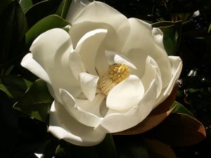 Magnolia grandiflora - Magnolia veșnic verde de vânzare | Copacei.ro ...