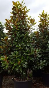 Magnolia grandiflora - Magnolia veșnic verde de vânzare | Copacei.ro ...