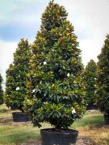 Magnolia grandiflora - Magnolia veșnic verde de vânzare | Copacei.ro ...