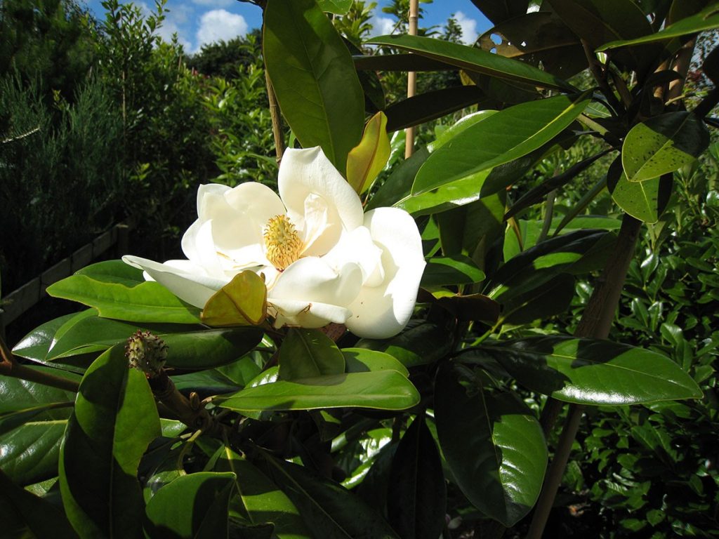 Magnolia grandiflora Galissonniere - magnolie veșnic verde de vânzare ...