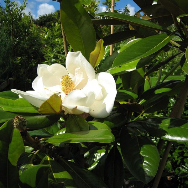 Magnolia 'Pink Pyramid' de vânzare | Copacei.ro - Pepiniera Zalău