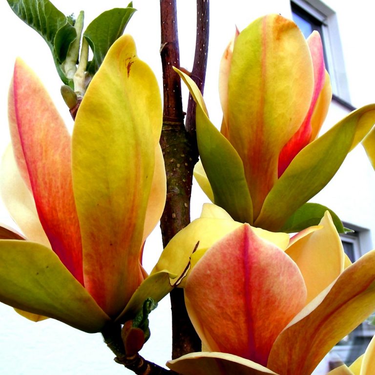 Magnolia grandiflora - magnolie veșnic verde de vânzare | Copacei.ro ...
