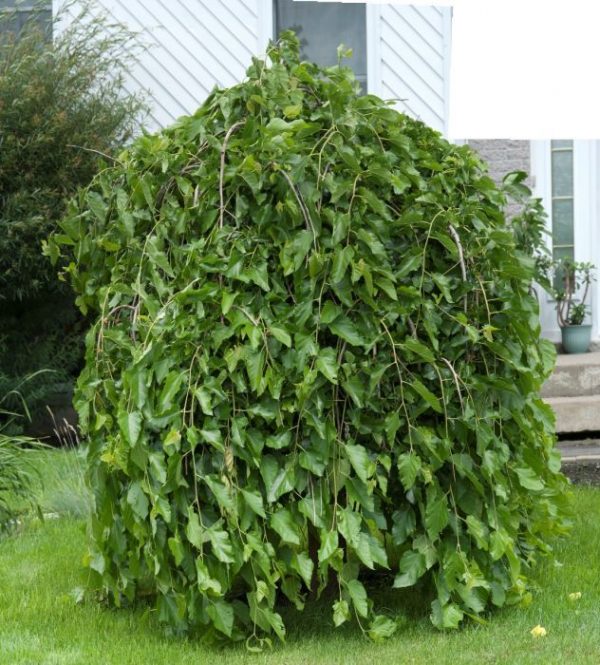 Dud alb pletos - Morus alba Pendula de vânzare | Copacei.ro - Pepiniera ...