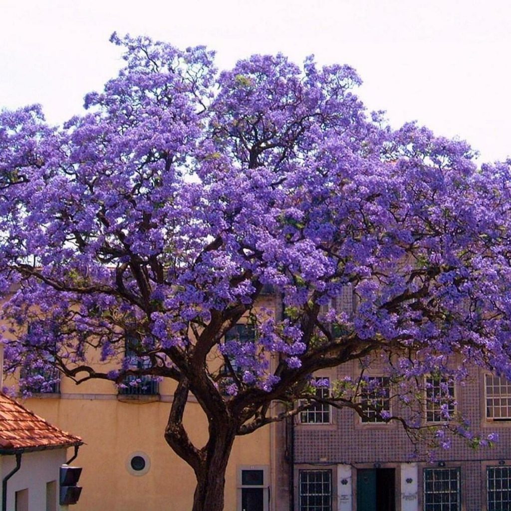 Paulownia tomentosa - Copacul minune/copacul prințesei de vânzare ...