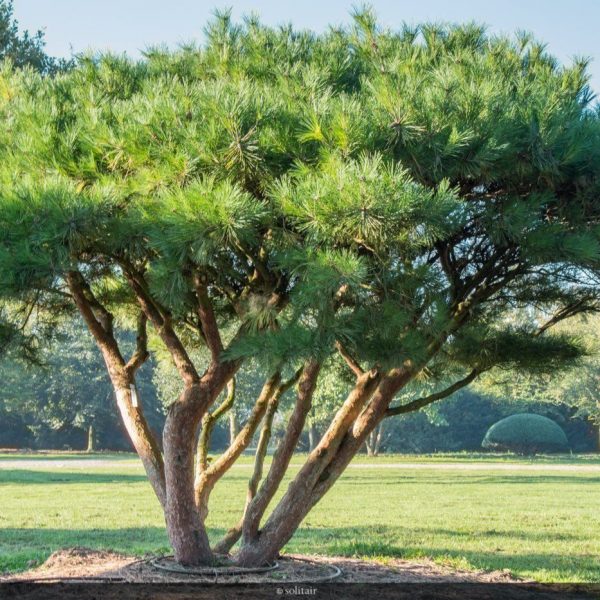 Pin negru piramidal - Pinus nigra Pyramidalis de vânzare | Copacei.ro ...