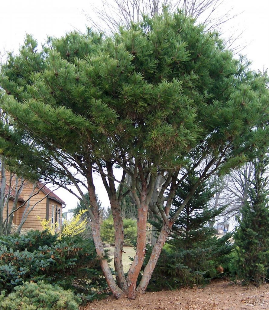 Pin roșu japonez - Pinus densiflora de vânzare | Copacei.ro - Pepiniera ...