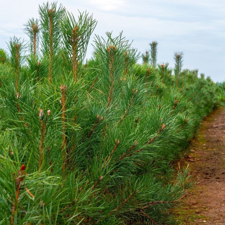 Pinus sylvestris - Pin de pădure, pin comun de vânzare | Copacei.ro ...