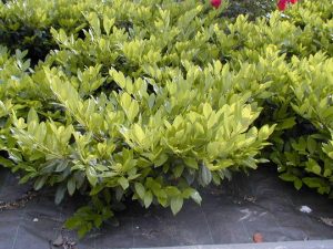 Laur englezesc pitic - Prunus laurocerasus Cherry Brandy, laurocireș de ...