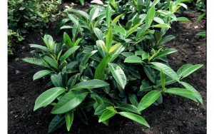 Laur englezesc pitic - Prunus laurocerasus Cherry Brandy, laurocireș de ...