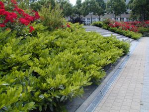 Laur englezesc pitic - Prunus laurocerasus Cherry Brandy, laurocireș de ...