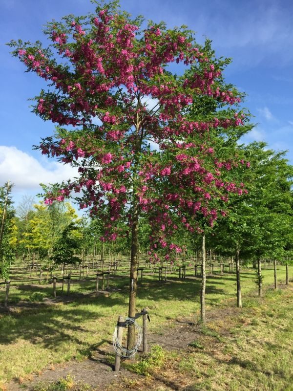 Salcâm roz - Robinia margaretta Casque Rouge de vânzare | Copacei.ro ...