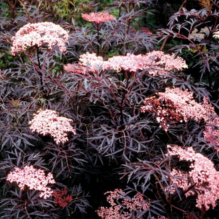 Soc negru cu flori roz - Sambucus nigra Black Lace de vânzare | Copacei ...