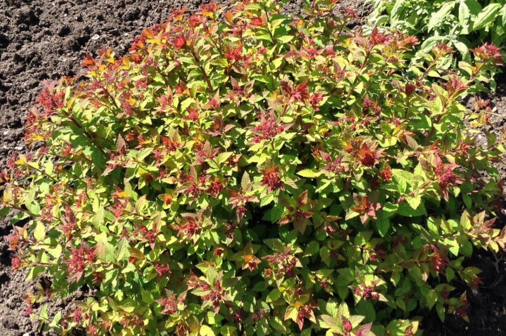 Spiraea Sparkling Champagne - cununiță de vânzare | Copacei.ro ...