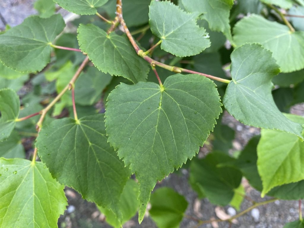 Tei cu frunză mică, tei pucios - Tilia cordata de vânzare | Copacei.ro ...