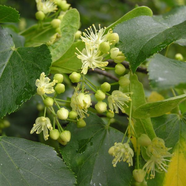 Tei argintiu - Tilia tomentosa de vânzare | Copacei.ro - Pepiniera Zalău