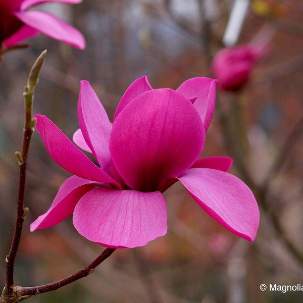 Magnolia grandiflora - Magnolia veșnic verde de vânzare | Copacei.ro ...