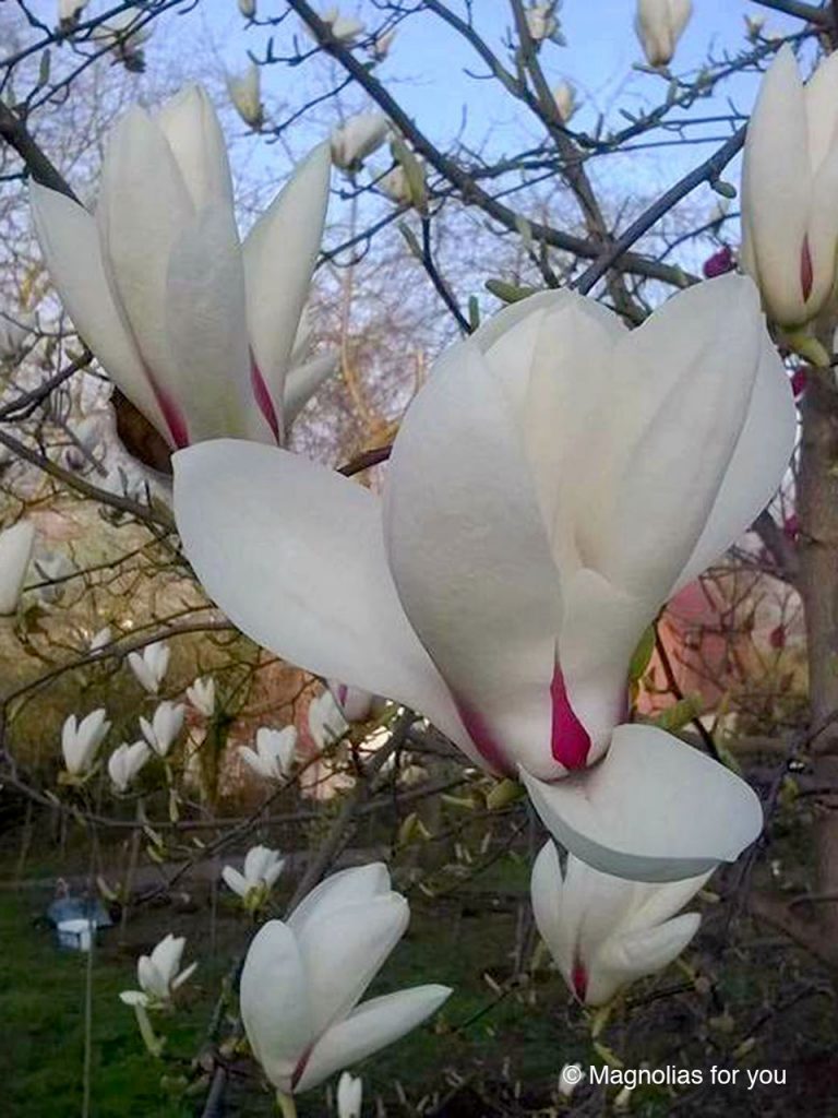 Magnolia 'Angels Landing' de vânzare | Copacei.ro - Pepiniera Zalău
