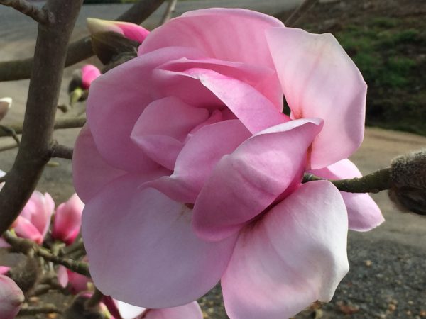 Magnolia 'Atlas X Caerhays Belle' de vânzare | Copacei.ro - Pepiniera Zalău
