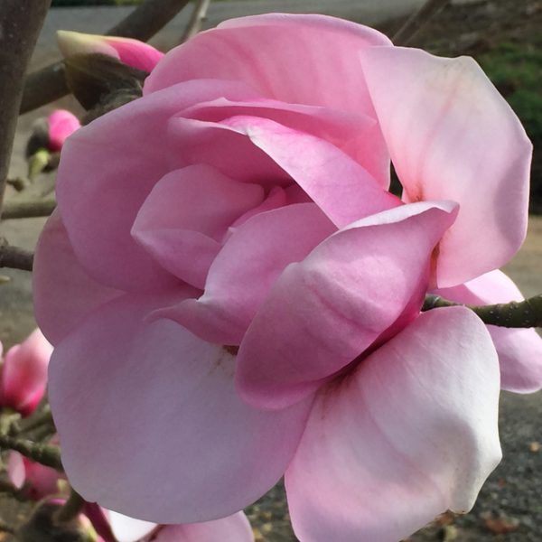 Magnolia Sunsation - Magnolie galben cu roz de vânzare | Copacei.ro ...