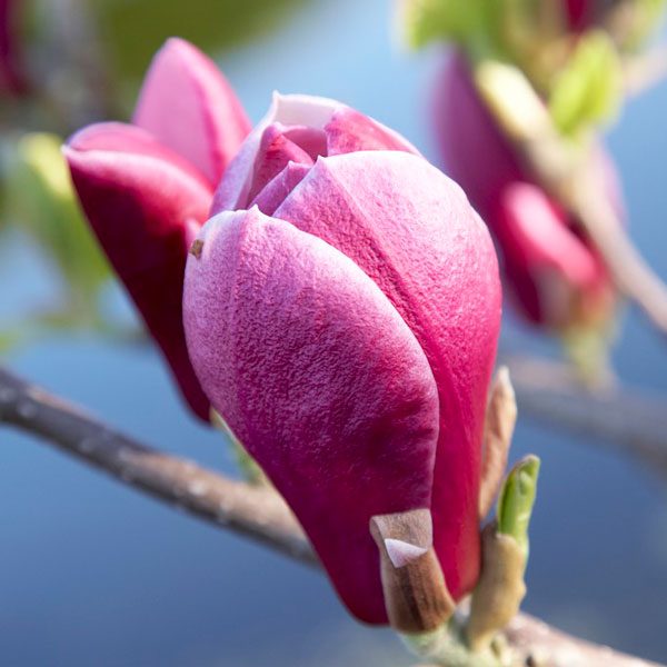 Magnolia 'Columnar Pink' de vânzare | Copacei.ro - Pepiniera Zalău