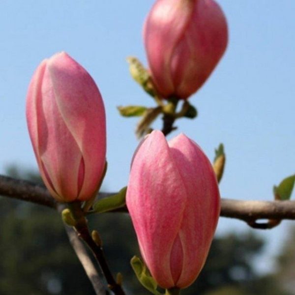 Magnolia 'Columnar Pink' de vânzare | Copacei.ro - Pepiniera Zalău