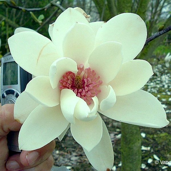 Magnolia, cea mai mare colecție din țară | Copacei.ro - Pepiniera Zalău