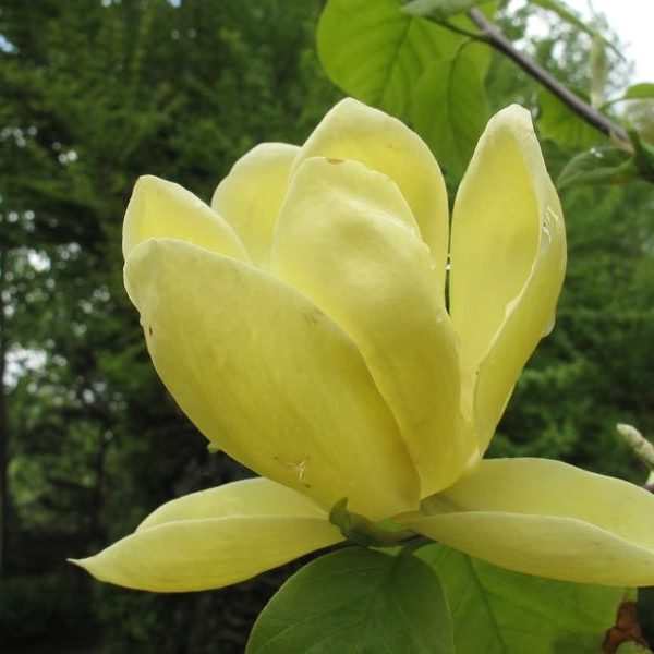 Magnolia, cea mai mare colecție din țară | Copacei.ro - Pepiniera Zalău