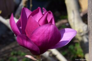 Magnolia 'Royal Purple' de vânzare | Copacei.ro - Pepiniera Zalău