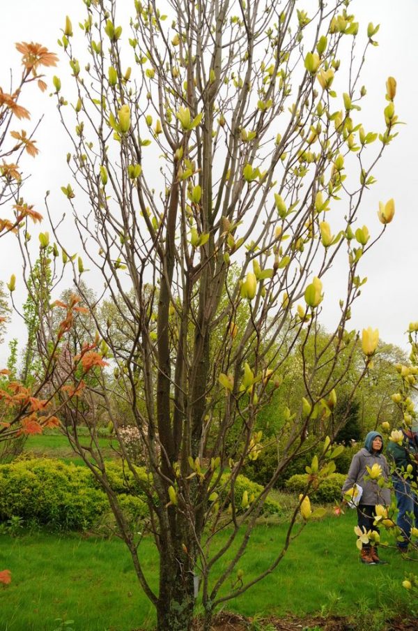 Magnolia 'Sun Spire' de vânzare | Copacei.ro - Pepiniera Zalău
