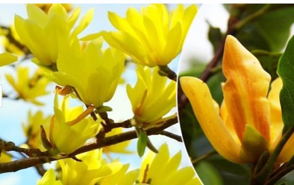 Magnolia 'Sun Spire' de vânzare | Copacei.ro - Pepiniera Zalău