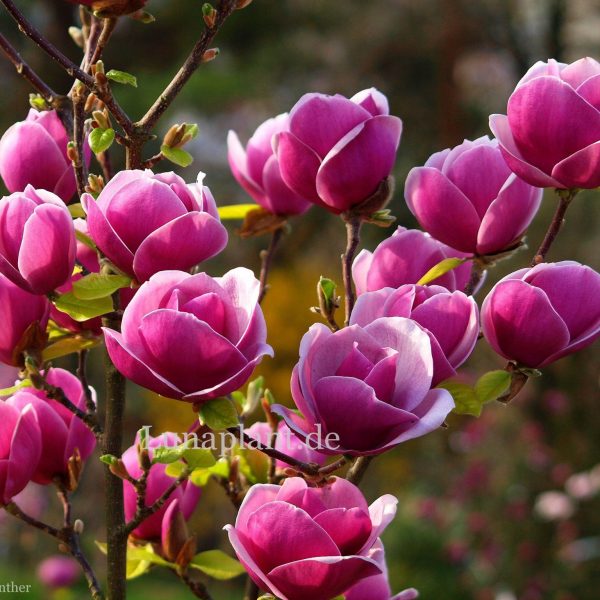 Magnolia Heaven Scent de vânzare | Copacei.ro - Pepiniera Zalău