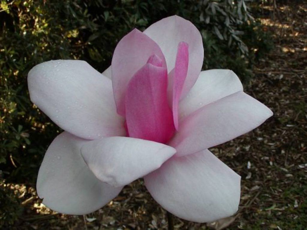 Magnolia 'Sweetheart' de vânzare | Copacei.ro - Pepiniera Zalău