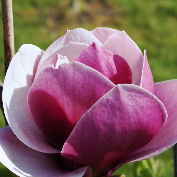 Magnolia galbenă - Magnolia Yellow Bird de vânzare | Copacei.ro ...