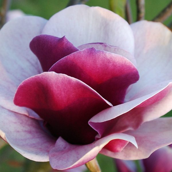 Magnolia grandiflora - Magnolia veșnic verde de vânzare | Copacei.ro ...