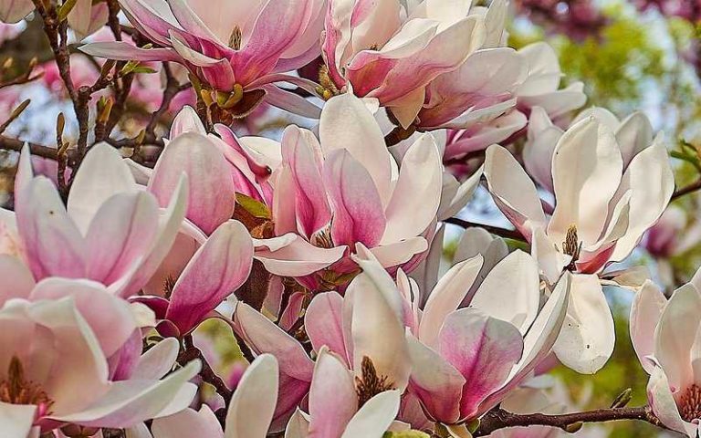 Magnolia soulangeana WB Salem (formă fastigiată) de vânzare | Copacei ...