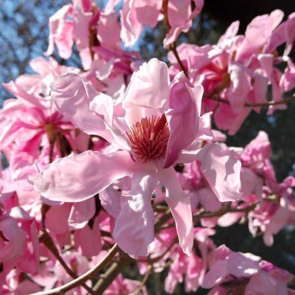 Magnolia 'Emperor PBR' de vânzare | Copacei.ro - Pepiniera Zalău