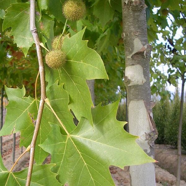Acer pseudoplatanus - paltin de munte, arțar norvegian de vânzare ...